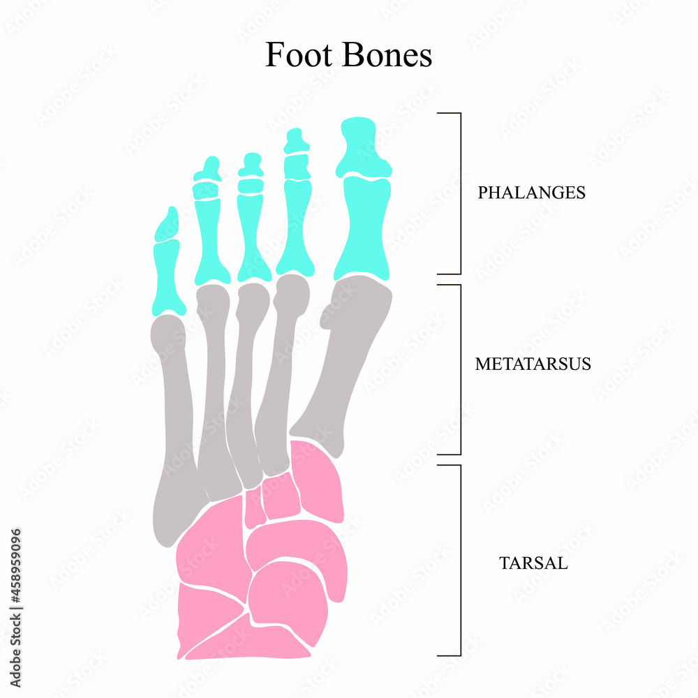 Anatomical structure of the bones of the foot. Vector illustration ...
