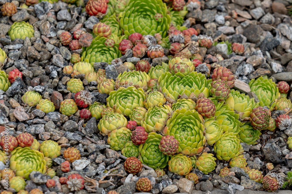 Roof houseleek (Sempervivum × giuseppii) is a naturally-occurring ...