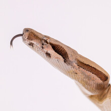 Common Northern Boa Free Stock Photo - Public Domain Pictures