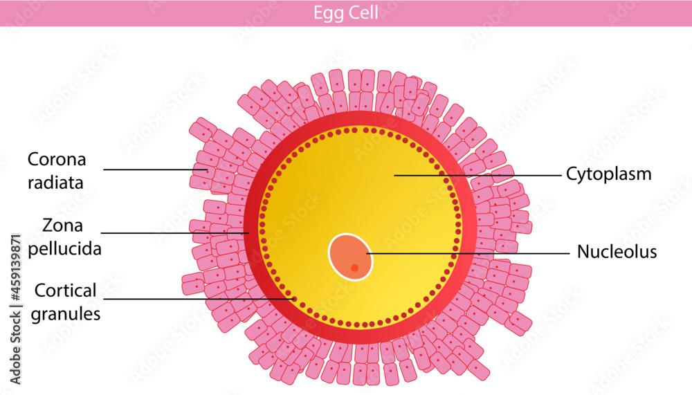 Diagram of the egg cell Stock Vector | Adobe Stock