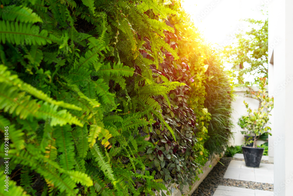 Photo Stock Sword Fern, Fishbone Fern leaves green foliage natural ...