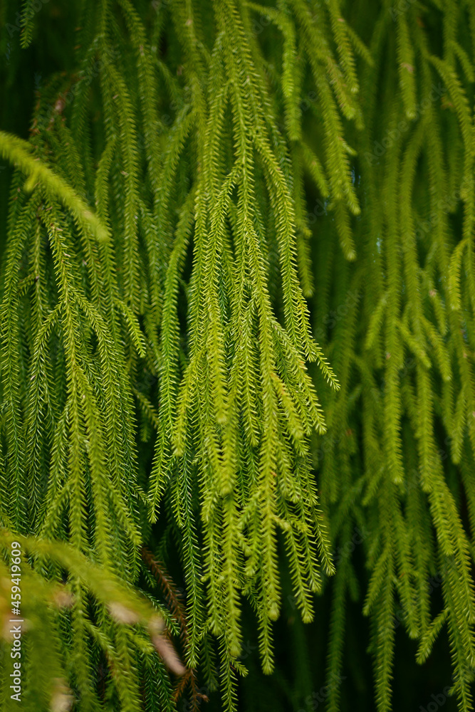 New Zealand Native Rimu Tree Leaves. Dacrydium Cupressinum, more ...