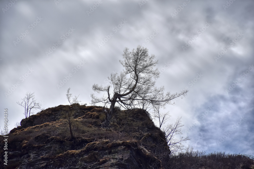 Foto de Stock Baum, kahl, Felsen, Ast, Äste, Astwerk, Stamm, Baumstamm ...
