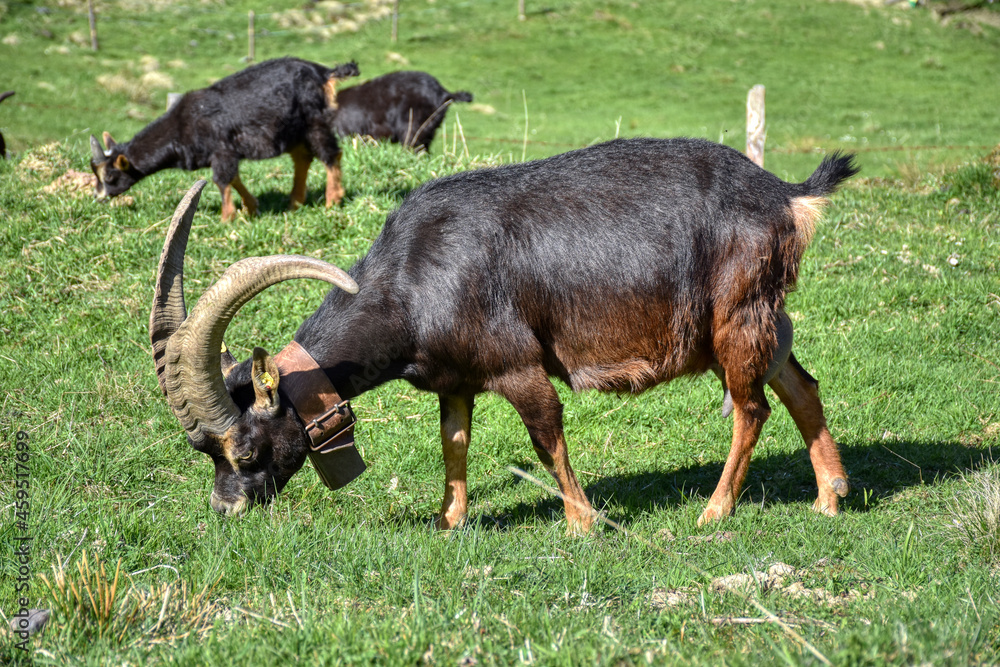 Photo Stock Pinzgauer Ziege, Ziege, Gebirgsziege, Horn, Hörner ...