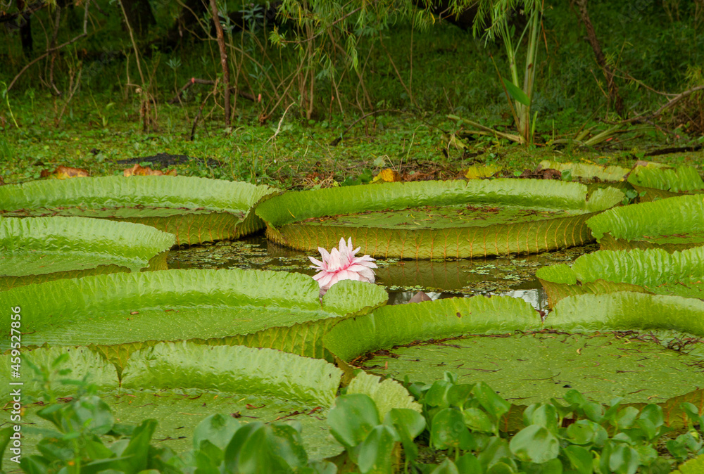 Foto de Stock Exotic South American aquatic plants. View of Victoria ...
