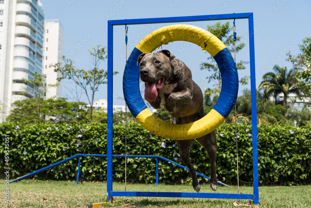 Pit bull dog jumping the tire while practicing agility and playing in ...