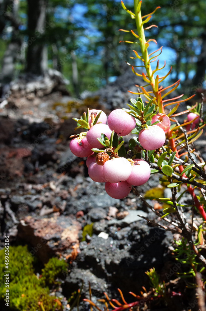 Wild pink berries of Pernettya mucronata or Prickly Heath evergreen ...
