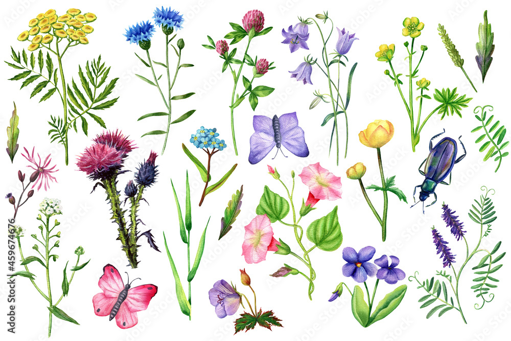 Watercolor illustration, clipart set. Wildflowers Stock Illustration ...