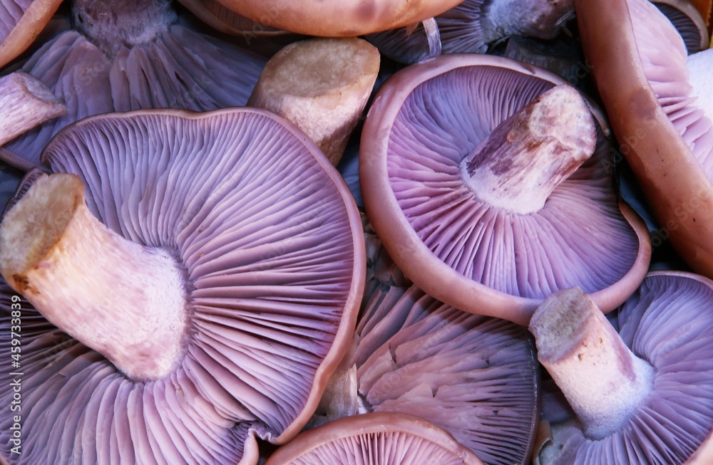 Clitocybe nuda, comúnmente conocido como la madera blewit (pie azul) y ...