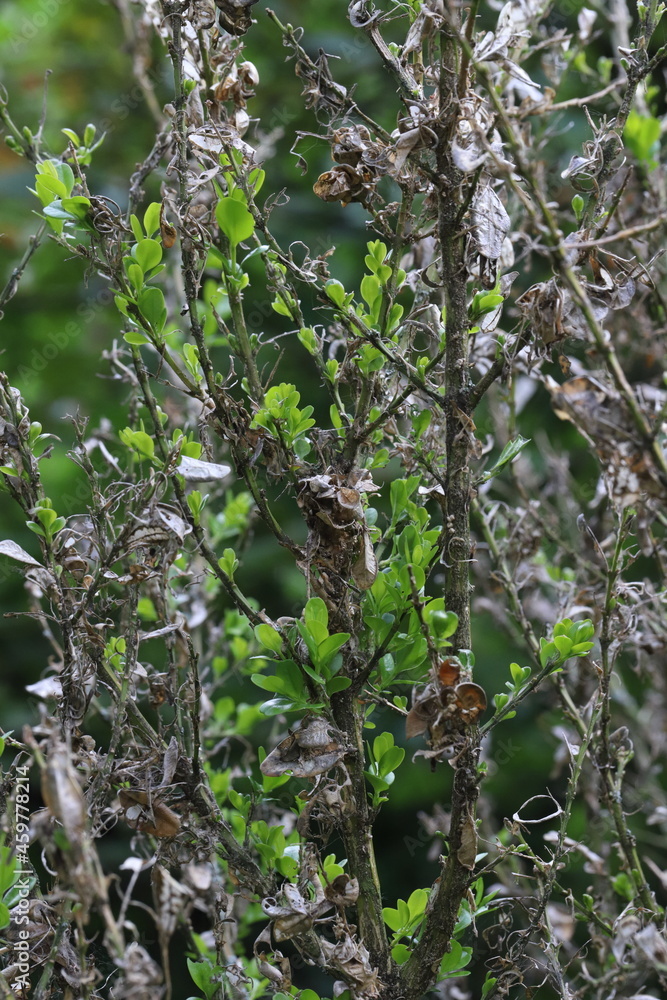 Box tree damaged by caterpillars of Box tree moth (Cydalima ...