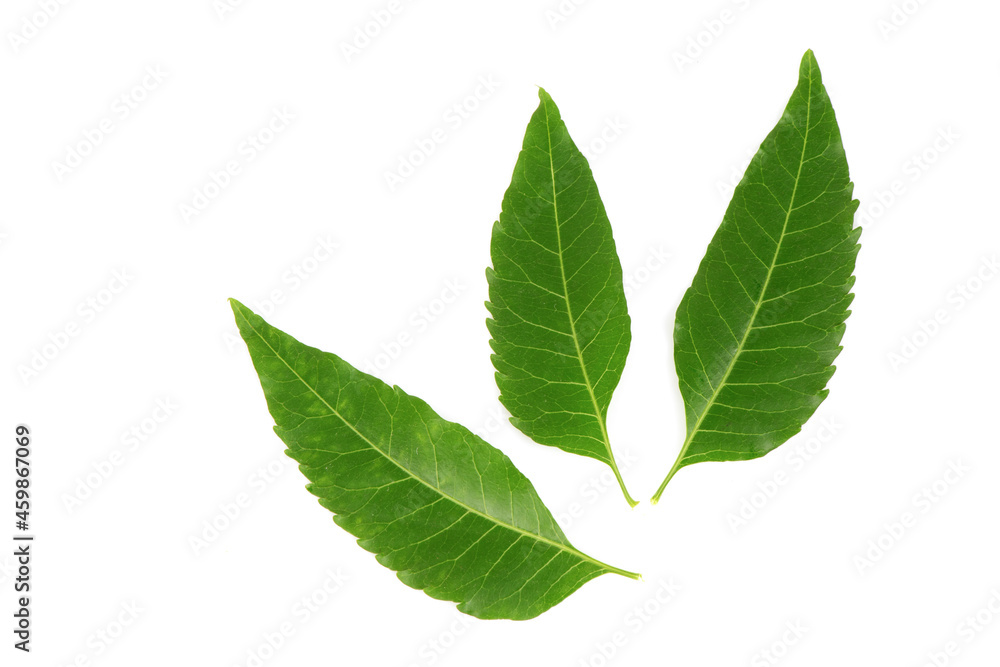Neem or Azadirachta indica green leaves isolated on white background ...