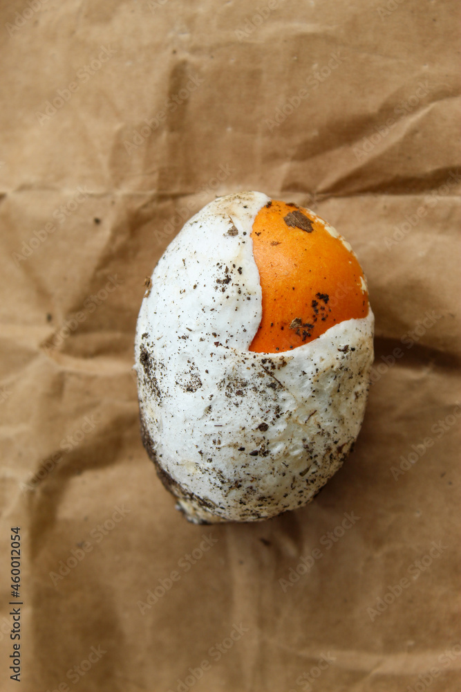 Caesar's mushroom. One Caesar's mushroom on a brown paper background ...