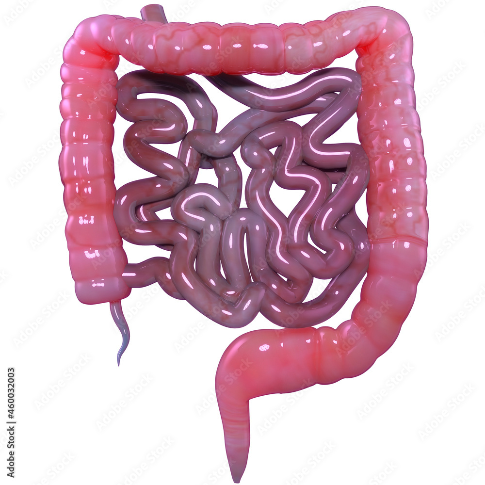 Human Digestive System Large and Small Intestine Anatomy Stock ...