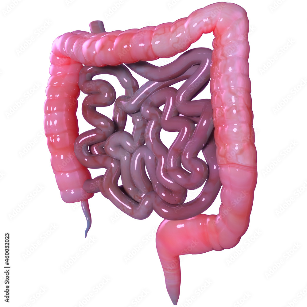 Human Digestive System Large and Small Intestine Anatomy Stock ...