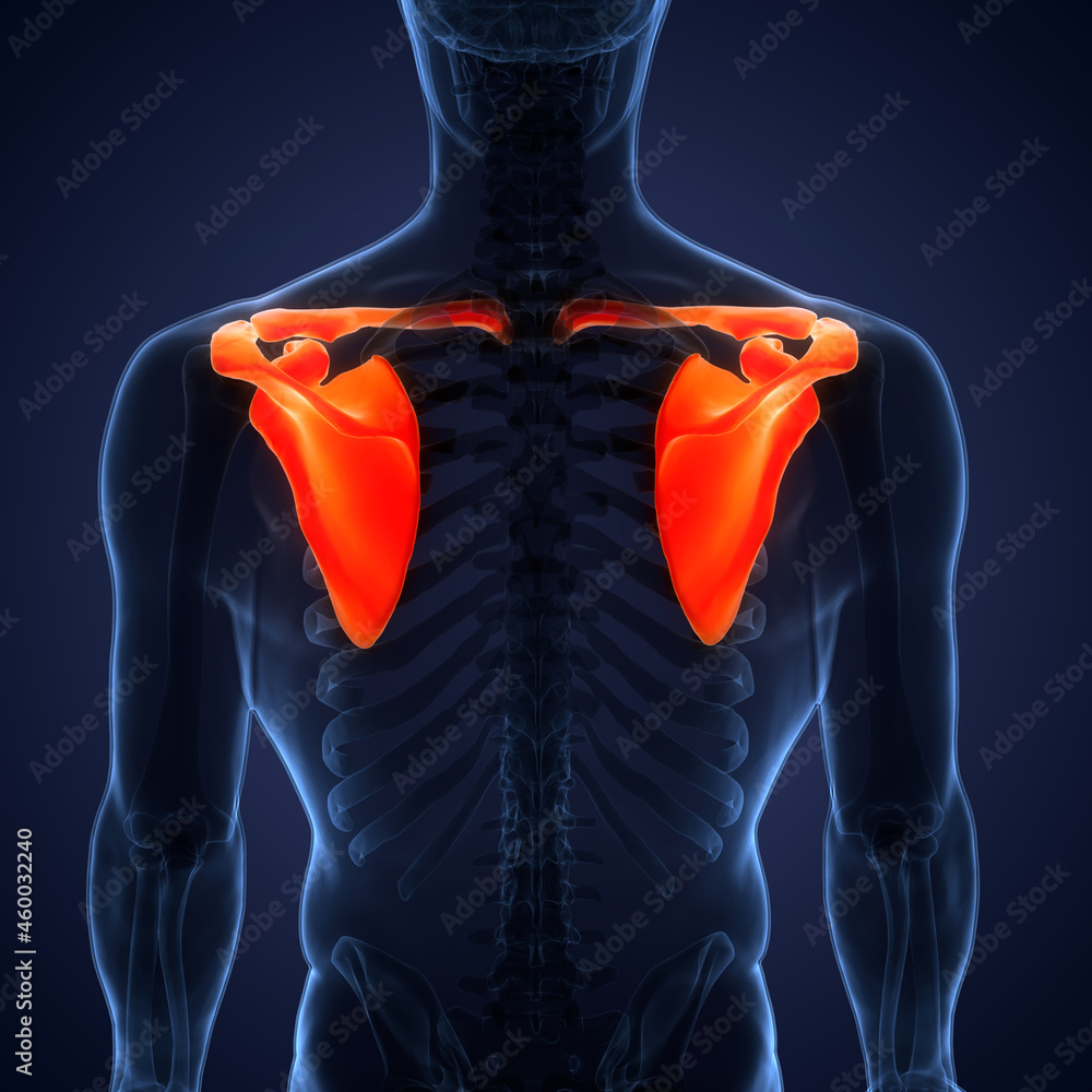 ภาพประกอบ Stock Human Skeleton System Pectoral (Shoulder) Girdle Bone ...