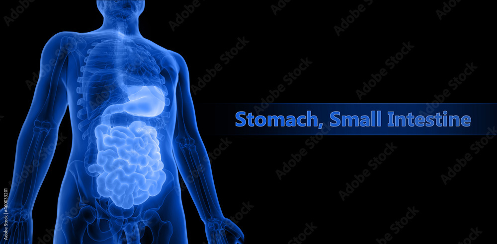 Human Digestive System Stomach with Small Intestine Anatomy Stock ...