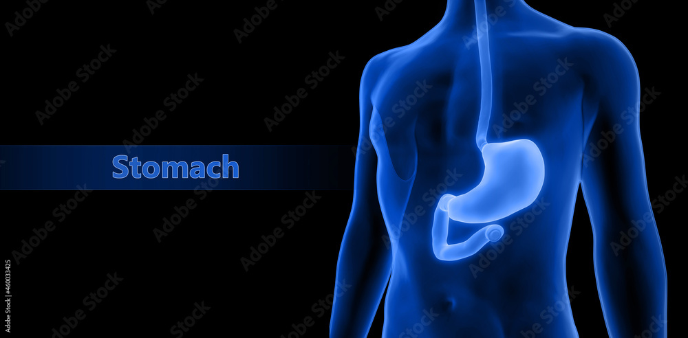 Human Digestive System Stomach Anatomy Stock Illustration | Adobe Stock