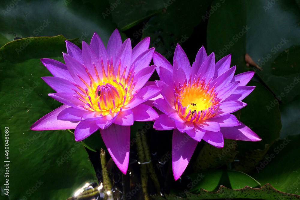 The Beautiful Manel Flower, The National Flower of Sri Lanka Stock ...