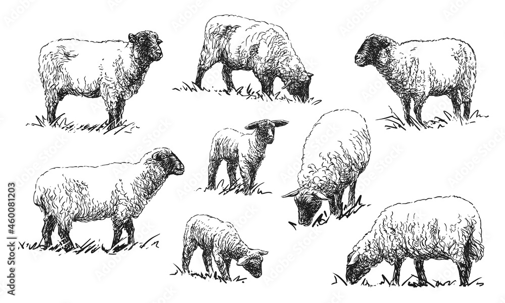 Sheep - set of farm animals, hand drawn illustrations (vector) Stock ...