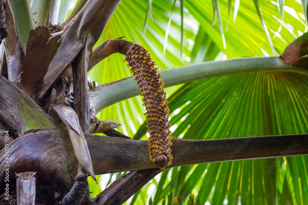 Coconuts in the seychelles coco de mer. Endemic to the Seychelles, a ...