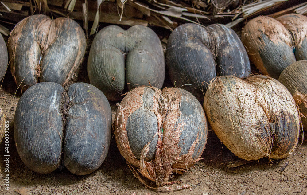 Coconuts in the seychelles coco de mer. Endemic to the Seychelles, a ...