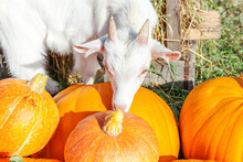 Autumn Goat Free Stock Photo - Public Domain Pictures