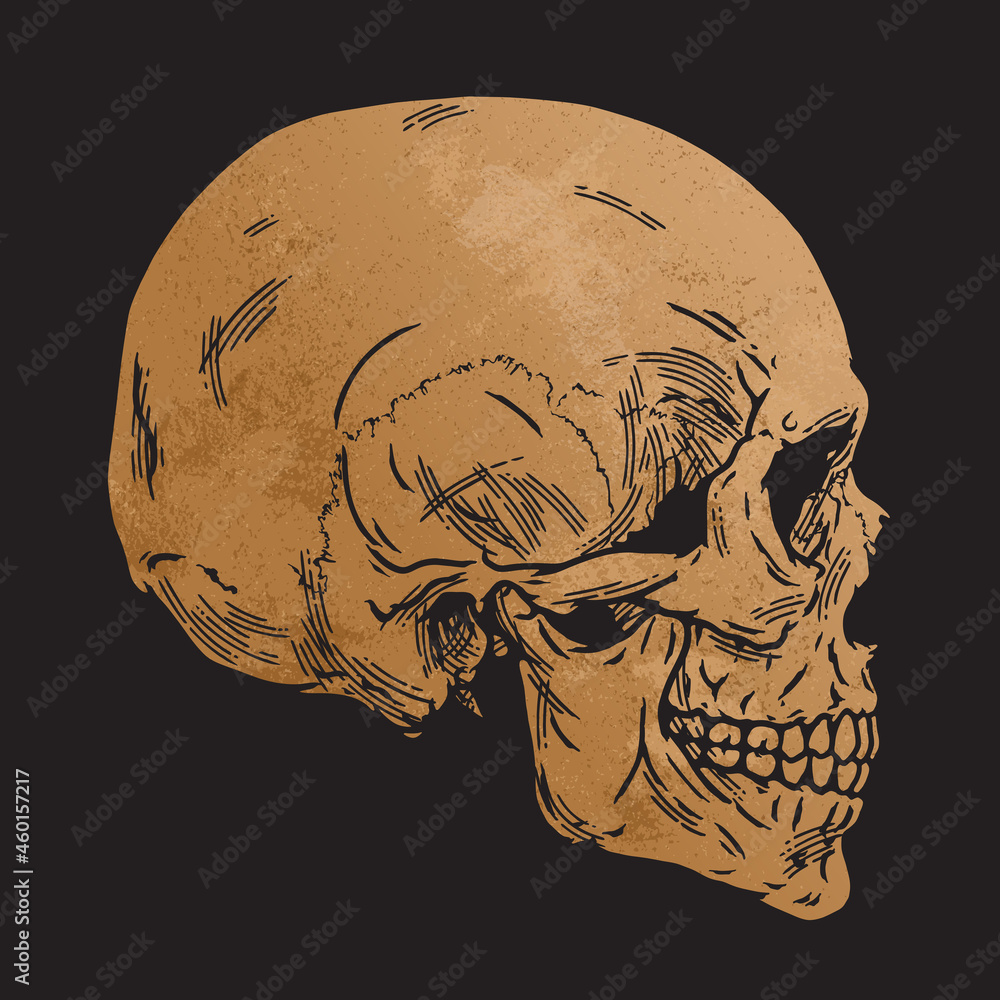 Human Skull, Side View, Skeleton Head, Hand Drawn Clipart, Vector ...