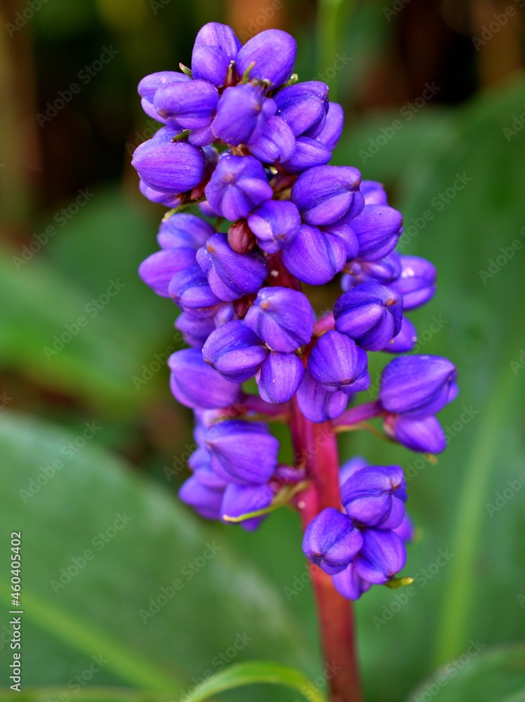 Blue Ginger Dichorisandra thyrsiflora flower ,tropical plants in summer ...