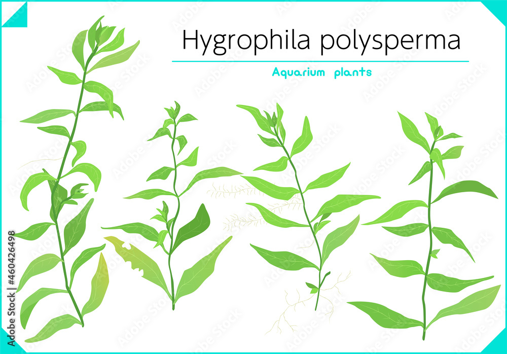 Hygrophila polysperma Vector Set Aquarium plants water plants ...
