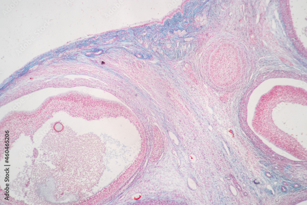 Anatomy and Histological Ovary and Testis human cells under microscope ...