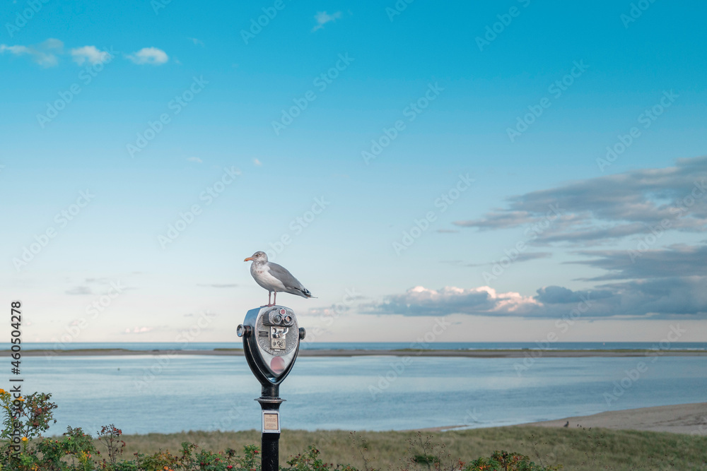 Seascape with a seagull sitting on the pay to use a telescope at the ...