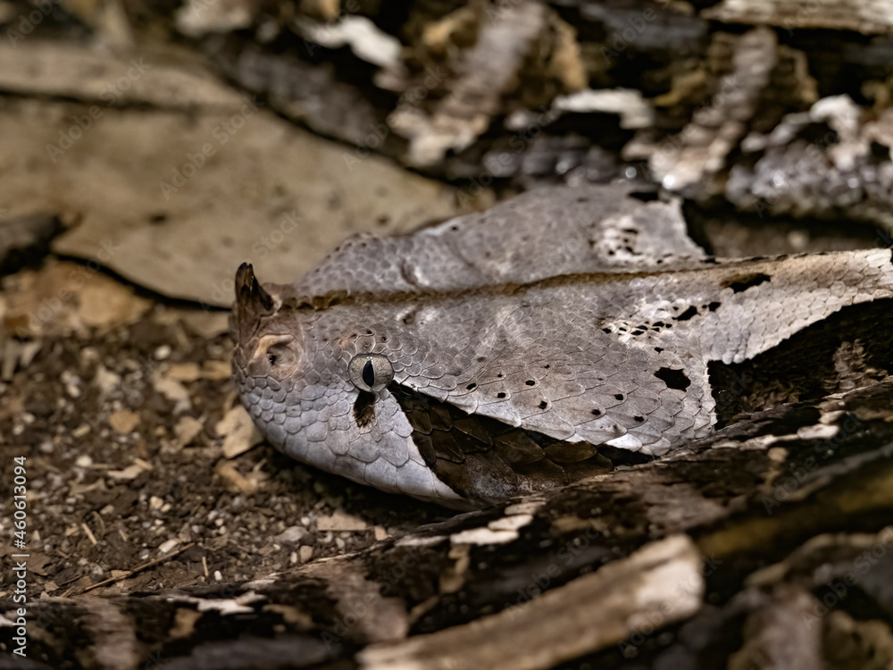 Gaboon viper, Bitis gabonica rhinoceros, is one of the largest venomous ...