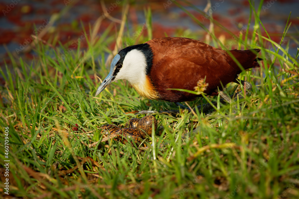 African Jacana - Actophilornis africanus is a wader bird in family ...