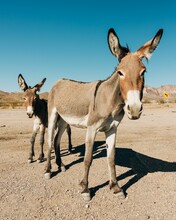 Oatman Arizona Donkeys Free Stock Photo - Public Domain Pictures