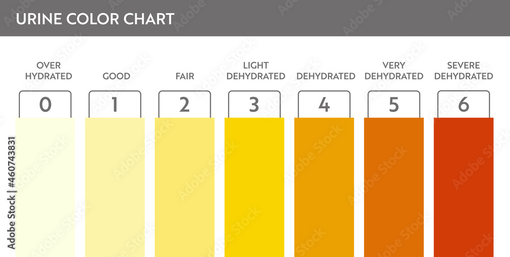 Urine color chart. Pee hydration and dehydration test strip. Vector ...