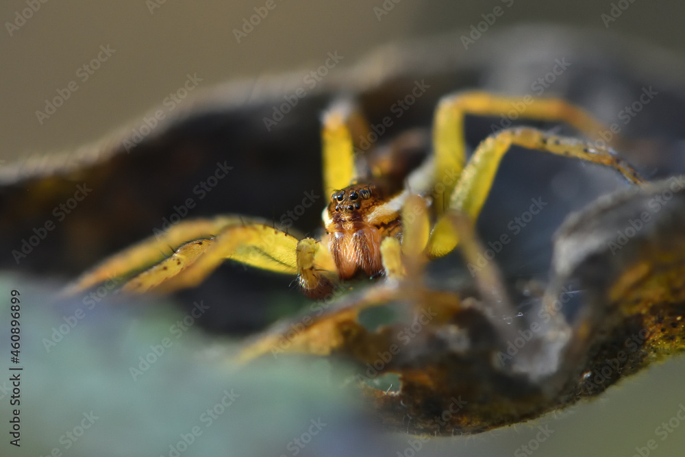 Foto de Stock Closeup picture of eyes of semi-aquatic European raft ...