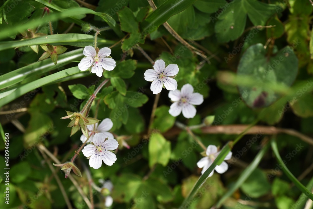 Geranium thunbergii flowers. Geraniaceae perennial plants. The ...