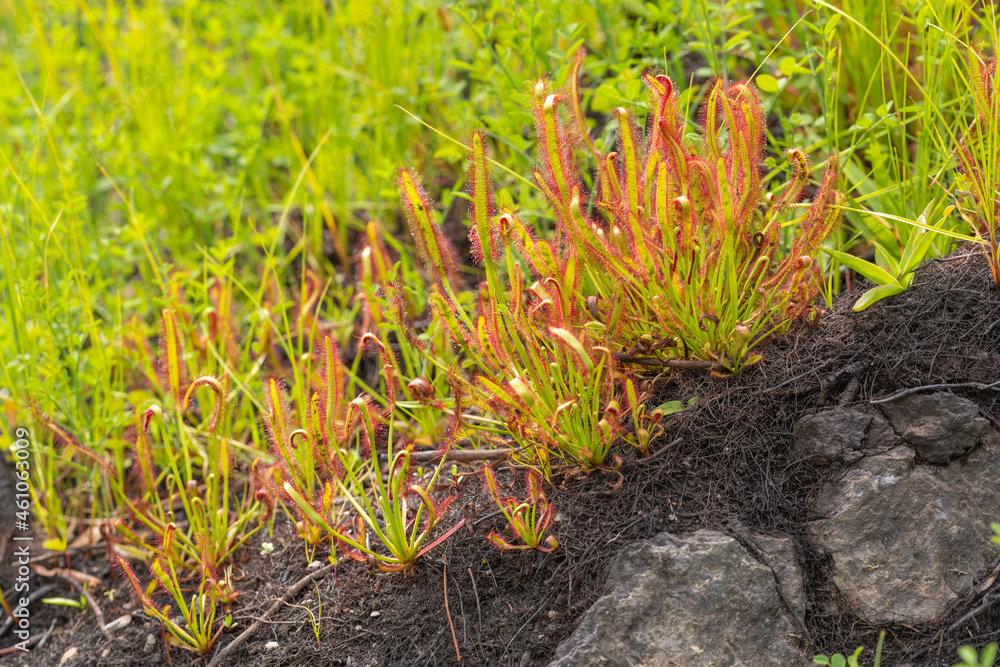 Foto de Stock Large Colony of Drosera capensis, a carnivorous plant ...