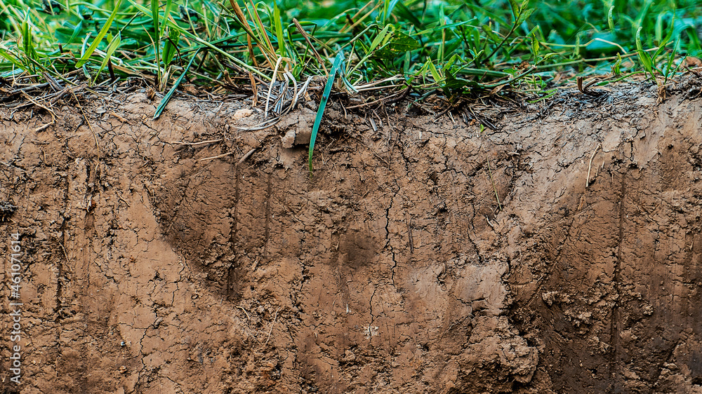 Texture layers of earth. Cross section of green grass and underground ...