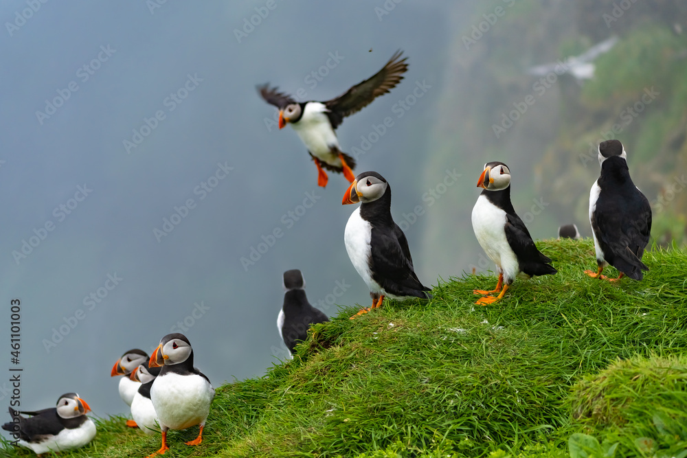 Stunning shots of Atlantic puffins in flight landing on and taking off ...