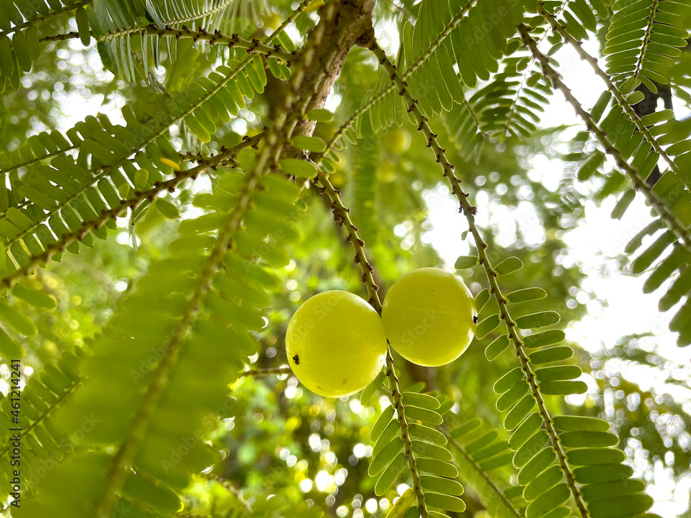 Gooseberry Tree Stock Photo | Adobe Stock