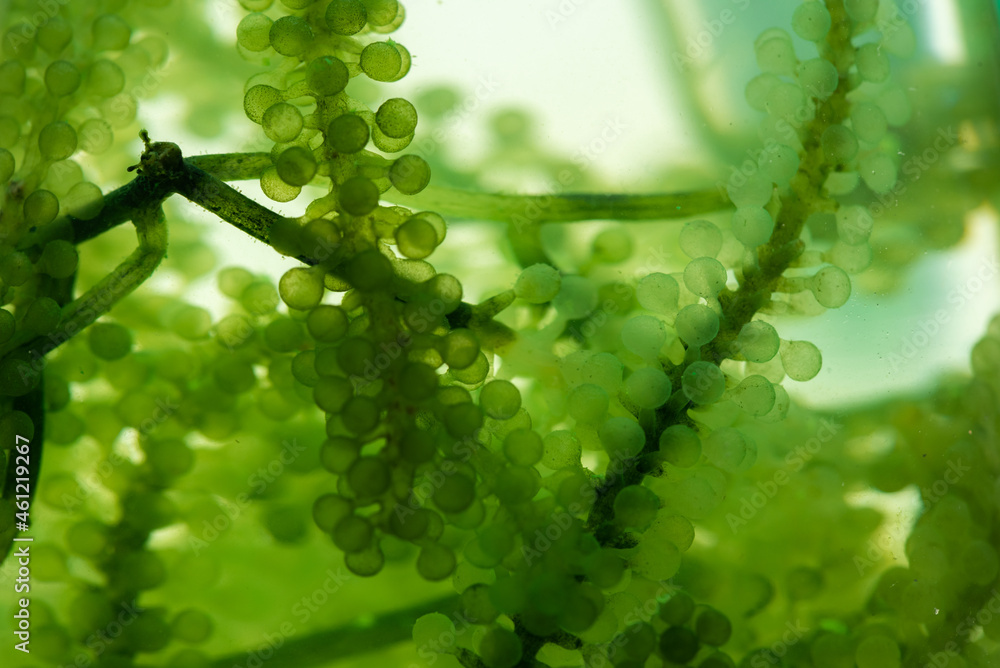 green algae nature background, water sea plant research in environment ...