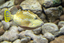 Cowfish Free Stock Photo - Public Domain Pictures