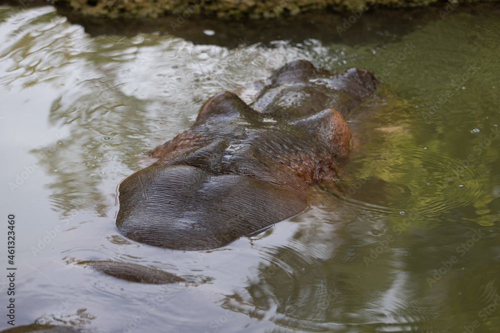 Amazing hippo is laying in the water and relax at this hot day. A hippo ...