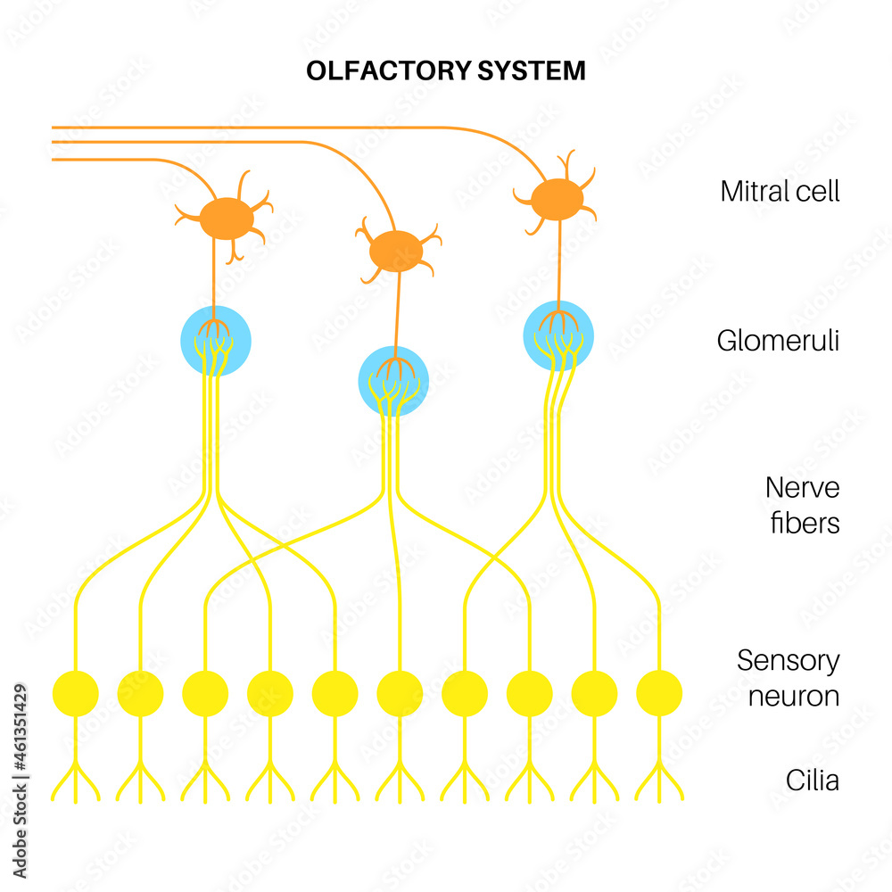 Olfactory system anatomy Stock Vector | Adobe Stock