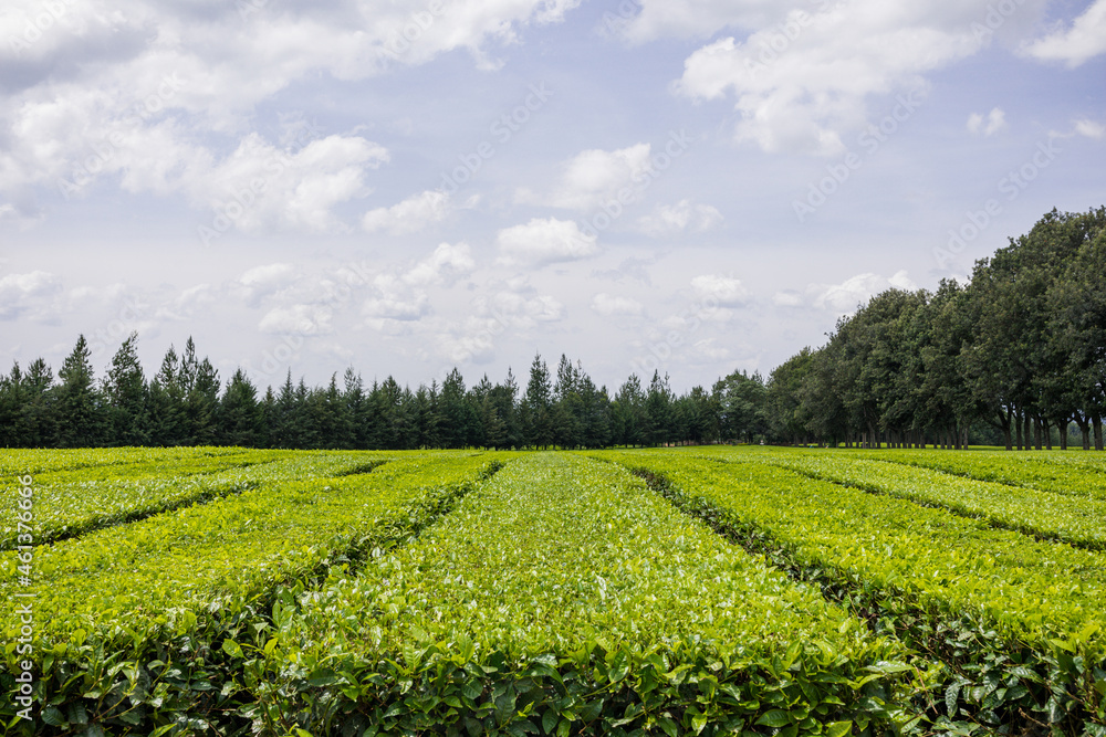 Tea Farm Farming In Kenya Leaf Leaves Landscape Countryside Nature ...