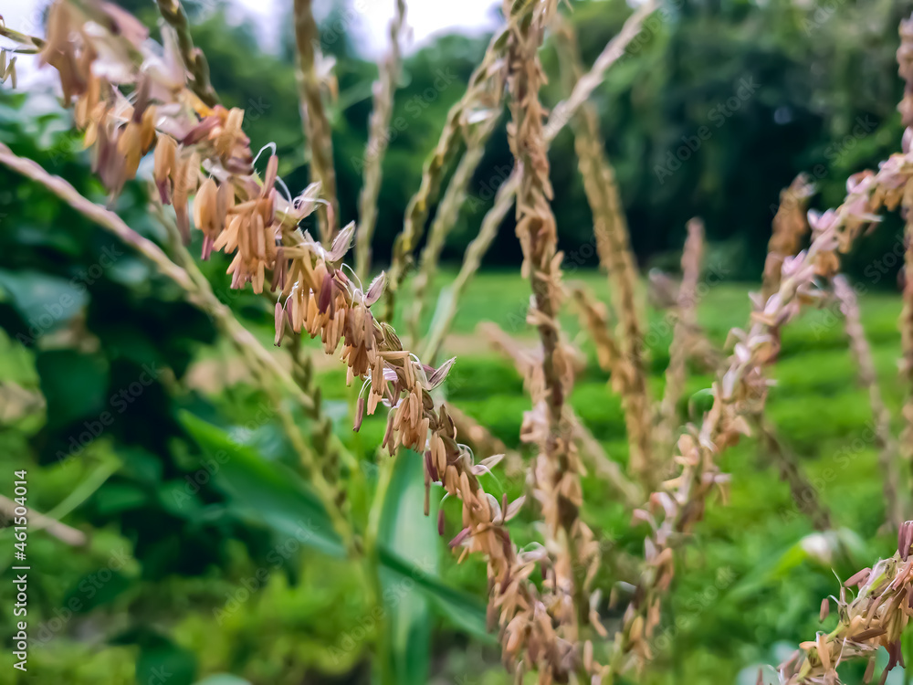 Maize, also known as corn, is a cereal grain first domesticated by ...