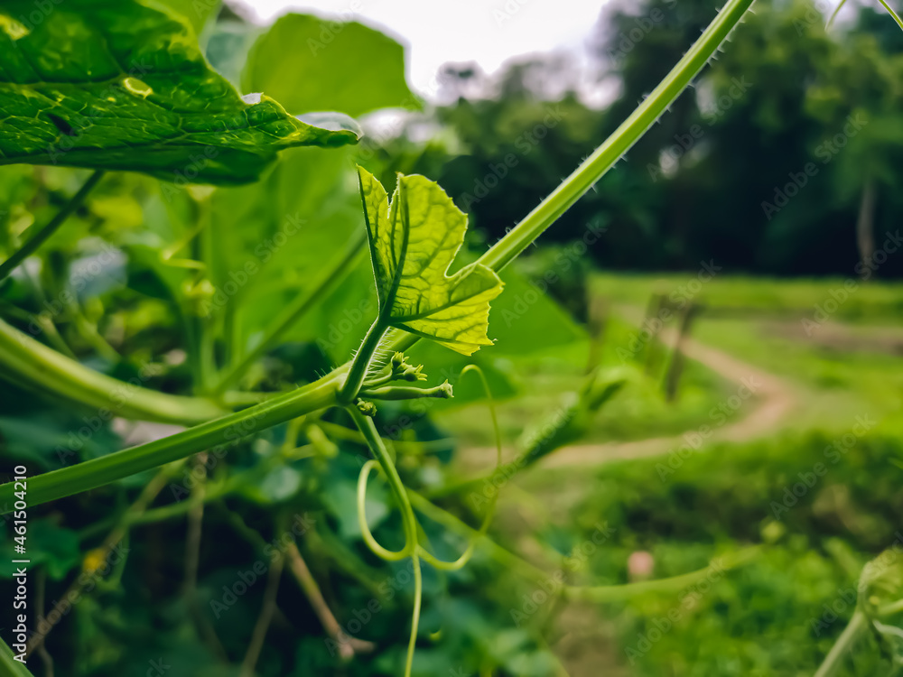 Trichosanthes cucumerina is a tropical or subtropical vine. Its variety ...