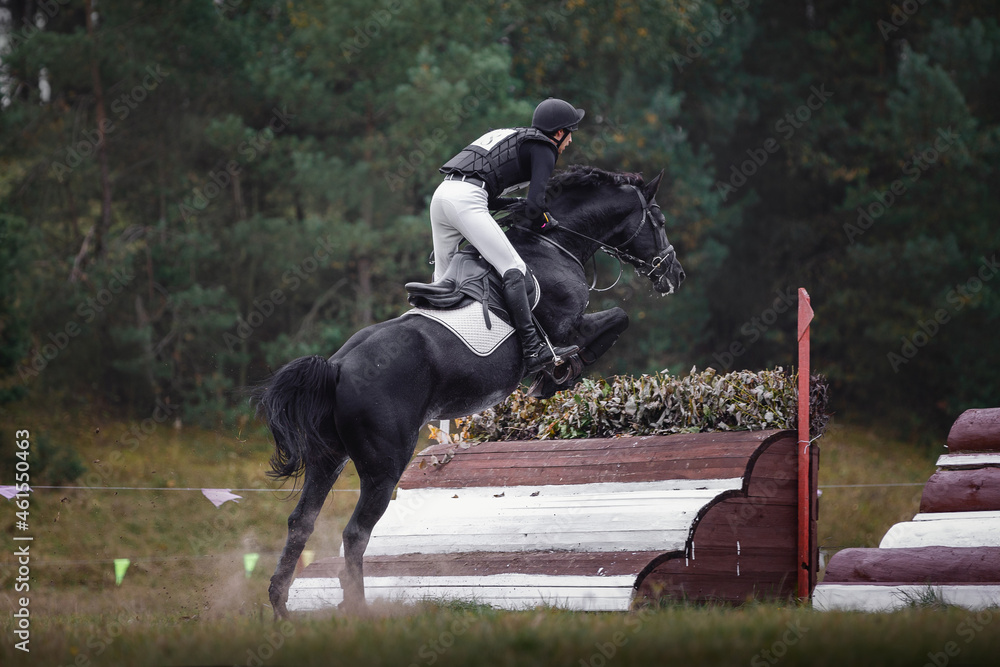 portrait of black horse with man rider jumping over obstacle during ...
