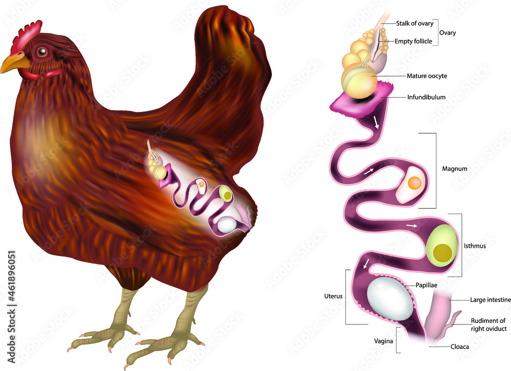 The Hen's reproductive system showing the ovary and the various ...